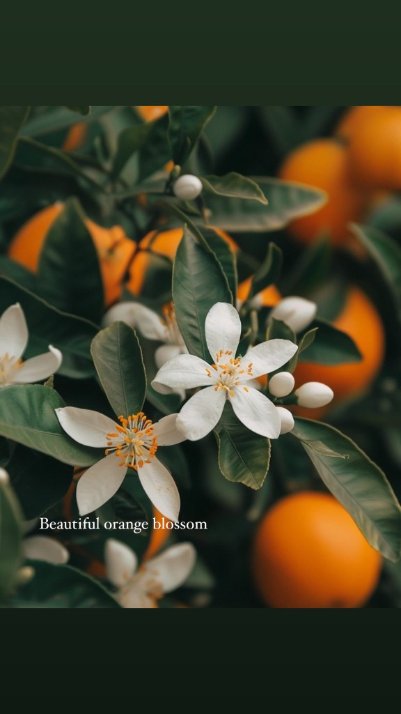 Discovering Devotion Intense: A Fragrance Review - Elevated Classics